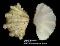 Daftar Merah IUCN Hewan Terancam Punah di Indonesia | MAPID